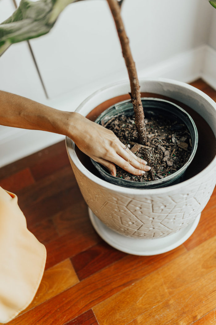 8 Essential Tips for Fiddle Leaf Fig Tree Care, from an Expert